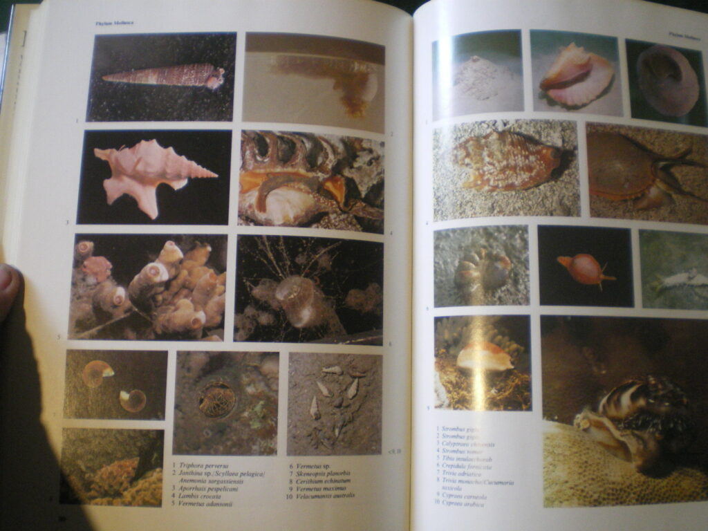 John David George Marine Life: An Illustrated Encyclopedia of ...